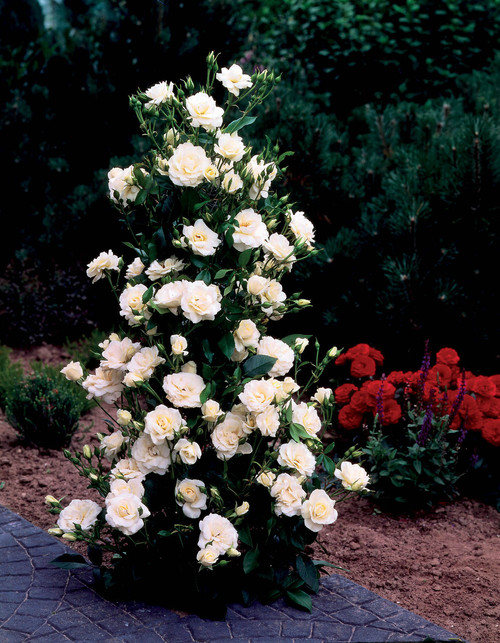 Buy Rose Climbing Iceberg Potted | J Parker Dutch Bulbs