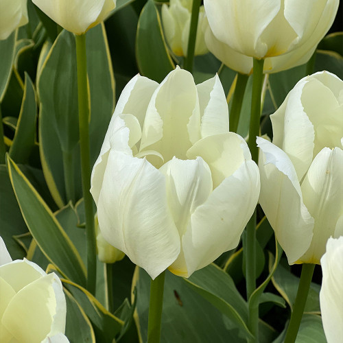 Buy Tulip Purissima Design at jparkers.co.uk