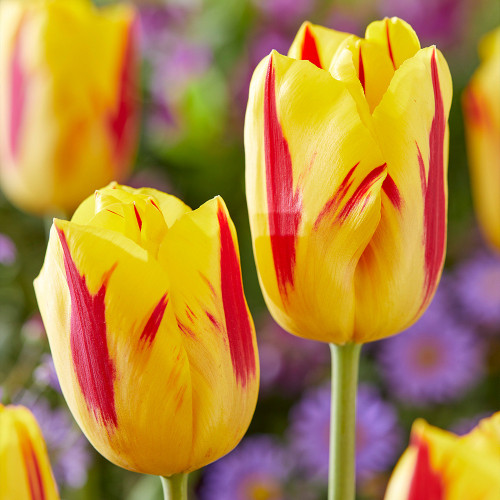 Buy Triumph Tulip Collection C at jparkers.co.uk