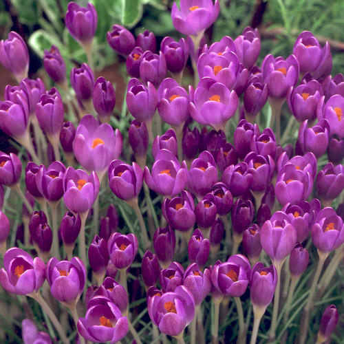 Buy 125 Crocus Species Collection at jparkers.co.uk