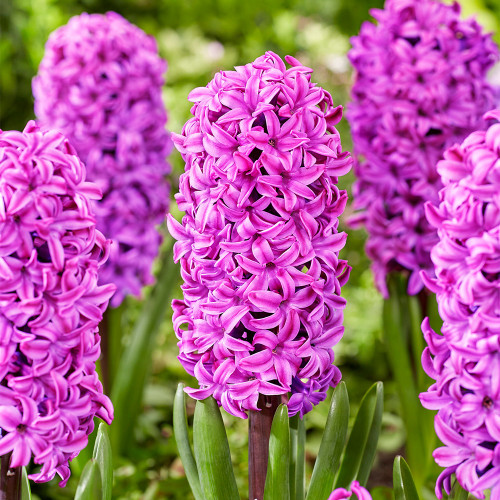 Buy Hyacinth New Collection 14/15 at jparkers.co.uk