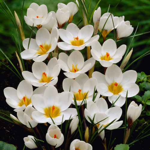Winter Flowering Crocus Collection - JParkers
