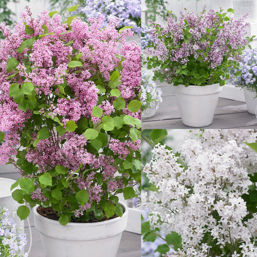 Buy Syringa Flowerfesta Collection at jparkers.co.uk