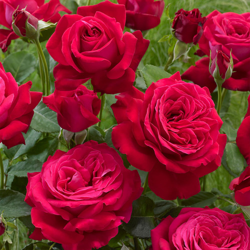 Buy HT ROSE COLLECTION at jparkers.co.uk