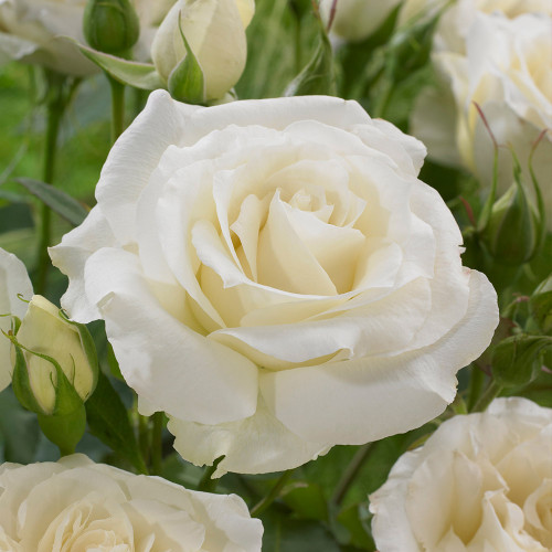 Buy HT ROSE COLLECTION at jparkers.co.uk