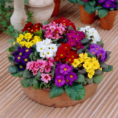 Buy Primula Wanda XP Mix at jparkers.co.uk