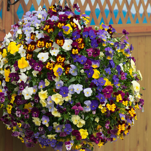 Buy Pansy Cool Wave Mix at jparkers.co.uk