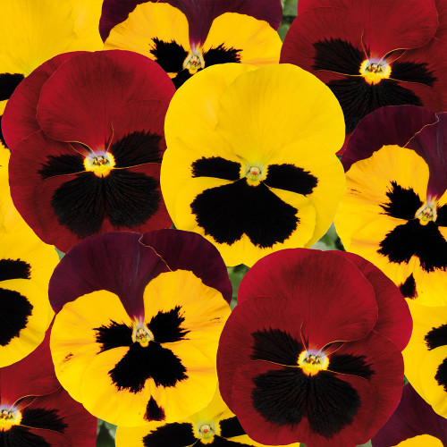 Buy Pansy Matrix Mix Autumn Blaze at jparkers.co.uk