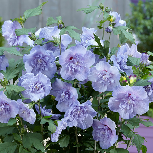 Buy Hibiscus syr. Blue Chiffon at jparkers.co.uk