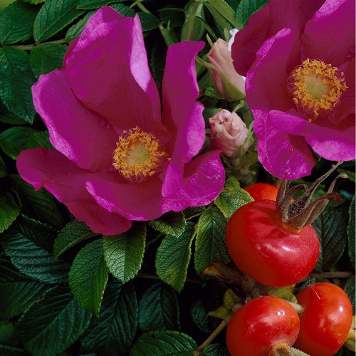 Buy Rosa rugosa at jparkers.co.uk