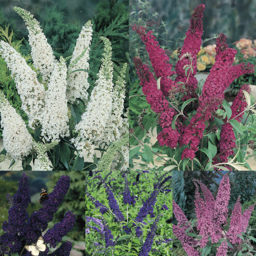 Buy Buddleja davidii Collection (5) at jparkers.co.uk