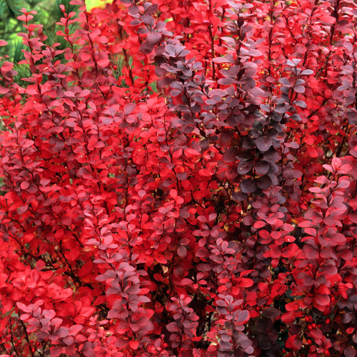 Buy Berberis thunbergii Red Pillar at jparkers.co.uk