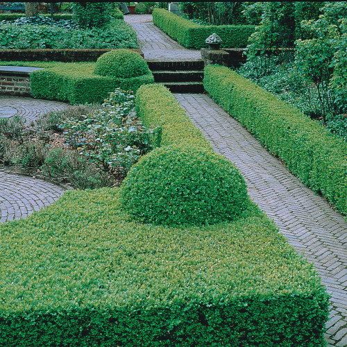 Buy Common Box Hedging at jparkers.co.uk