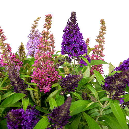 Buy Buddleja davidii Butterfly Candy Little 'Bubblegum' (pink) at ...