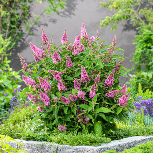 Buy Buddleja davidii Butterfly Candy Little 'Bubblegum' (pink) at ...