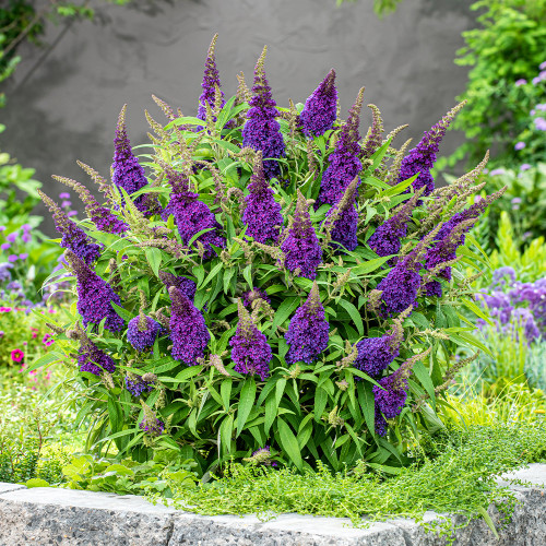 Buy Buddleja davidii Butterfly Candy Little ''Grape ' (Purple) at ...