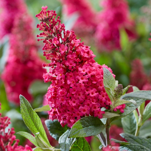 Buy Buddleja davidii Butterfly Candy Little 'Raspberry' (Red) at ...