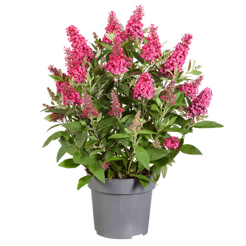 Buy Buddleja davidii Butterfly Candy Little 'Raspberry' (Red) at ...