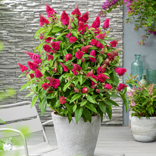 Buy Buddleja davidii Butterfly Candy Little 'Raspberry' (Red) at ...