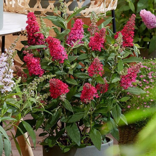 Buy Buddleja davidii Butterfly Candy Little 'Raspberry' (Red) at ...