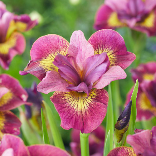 Buy Iris sibirica 'Ruby Gold' at jparkers.co.uk
