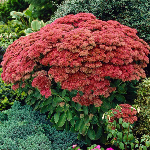Buy Sedum Flower Show Collection at jparkers.co.uk