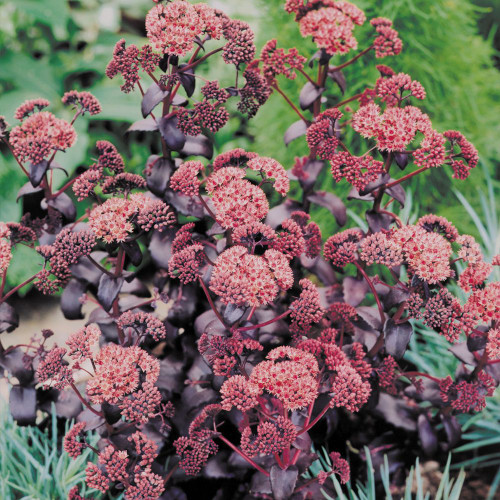 Buy Sedum Flower Show Collection at jparkers.co.uk