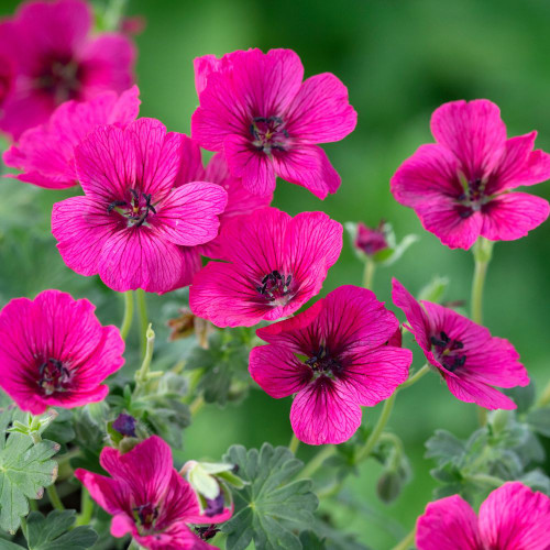 Buy Geranium cinereum Jolly Jewel Raspberry at jparkers.co.uk