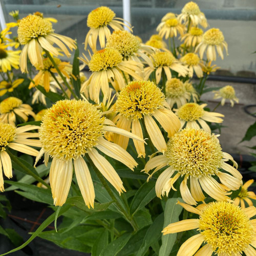 Buy Echinacea Papallo Semi Double Peach at jparkers.co.uk