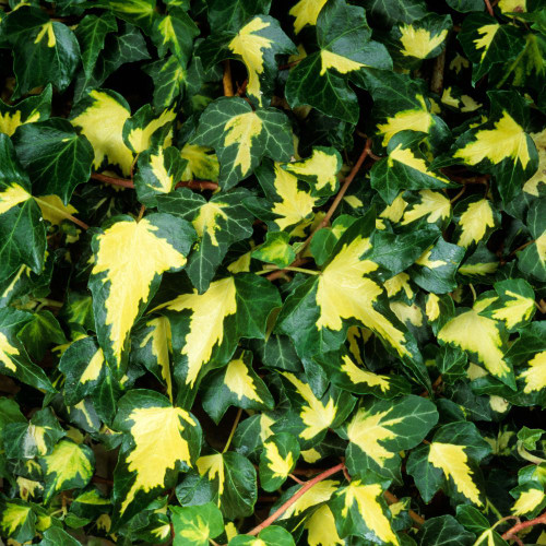 Buy Hedera Gold Heart at jparkers.co.uk