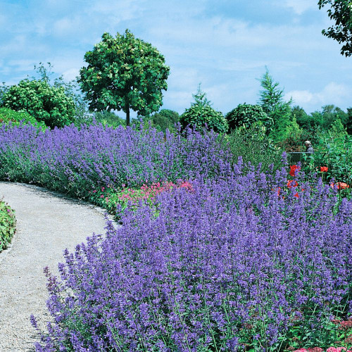 Buy RHS Pollinator Complete Collection - 5cm Module at jparkers.co.uk