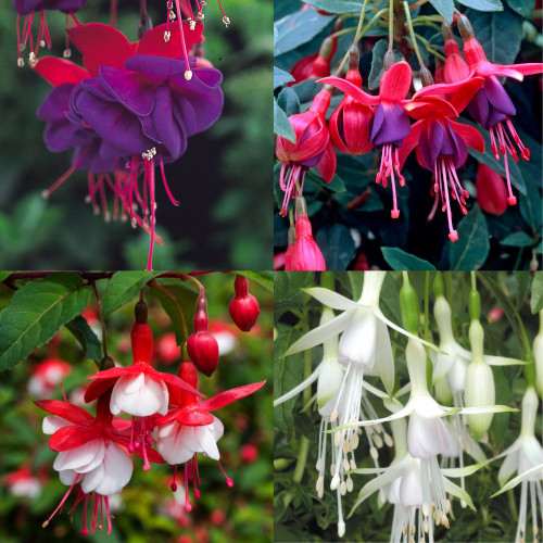 Buy Fuchsia Collection at jparkers.co.uk