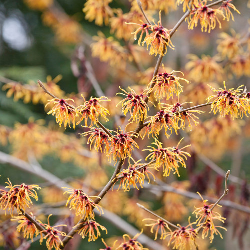 Hamamelis intermedia Jelena 5L - JParkers