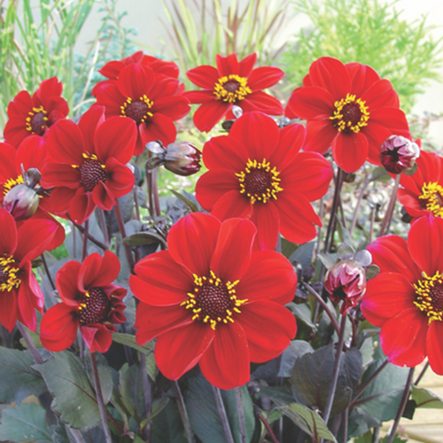 Buy Dahlia Happy Single Romeo at jparkers.co.uk