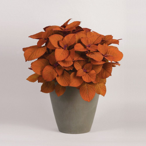 Buy Coleus Premium Sunfighter Collection at jparkers.co.uk