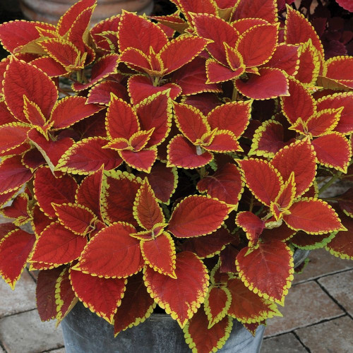 Buy Coleus Premium Sunfighter Collection at jparkers.co.uk