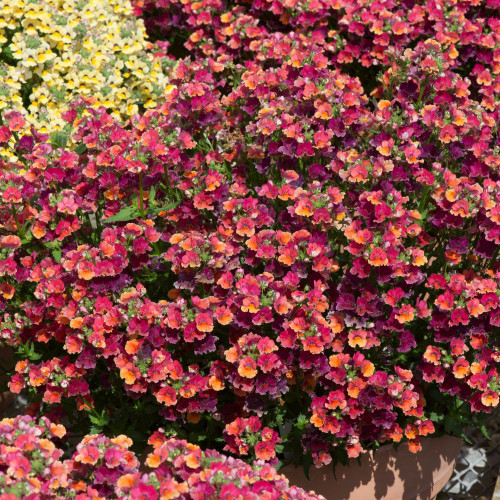 Buy Nemesia Sunmesia Tropical at jparkers.co.uk