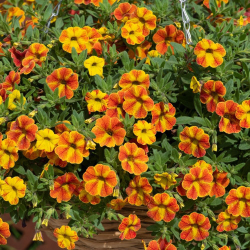 Buy Calibrachoa Cabaret Diva Orange at jparkers.co.uk