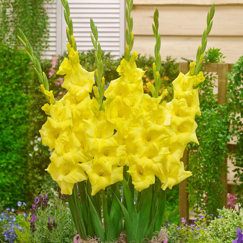 Buy Gladiolus Gladdies Collection at jparkers.co.uk