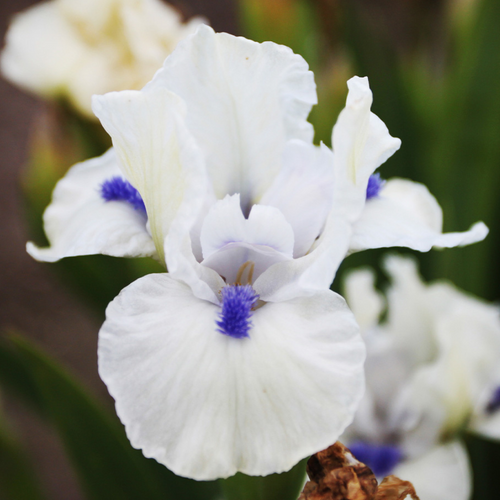 Buy Iris pumila 'Gleaming Gold' at jparkers.co.uk