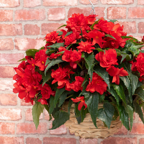 Buy Begonia Non-Stop Joy Red (Garden Ready) at jparkers.co.uk