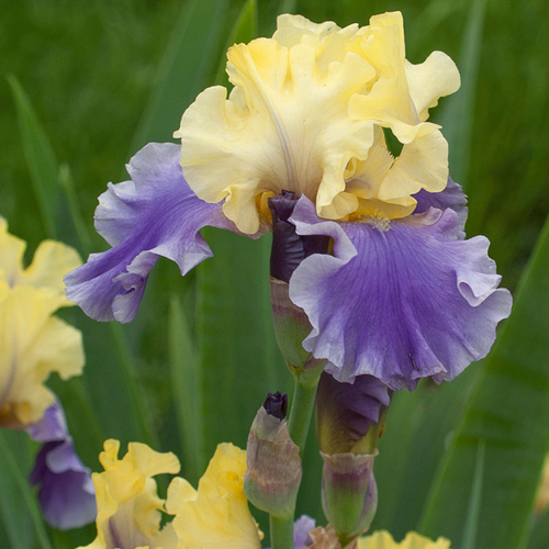 Buy Iris germanica Collection Loose | J. Parker's