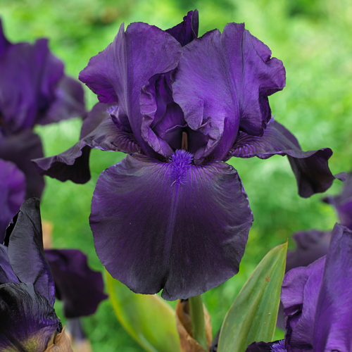 Buy Iris germanica Collection Loose | J. Parker's