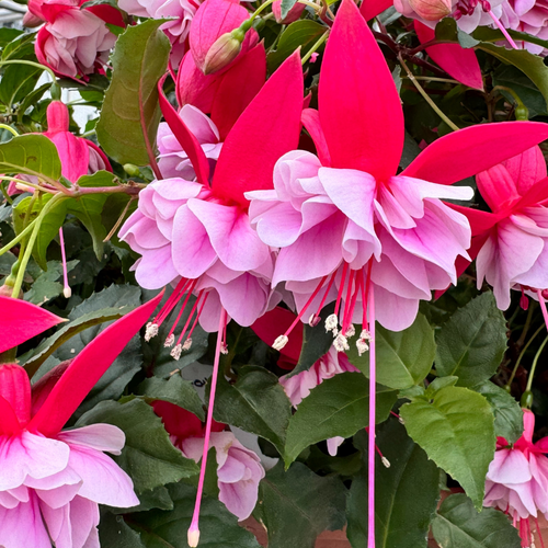Shop Fuchsia Patio Dancer Collection | J. Parker's