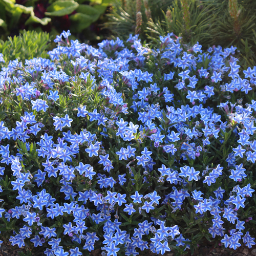 Buy Lithodora diffusa 'Blue Star' at jparkers.co.uk