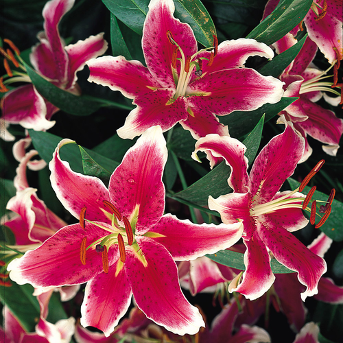 Oriental Lily Collection x18 at jparkers.co.uk
