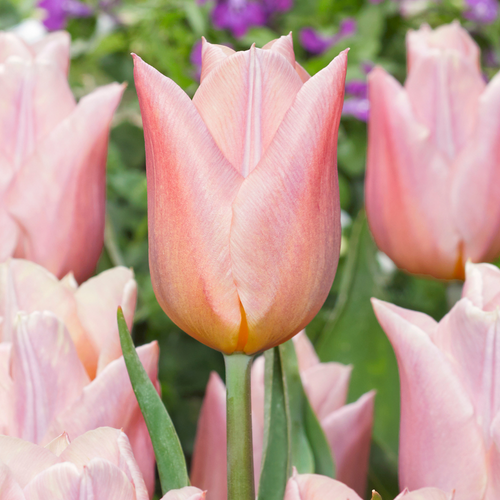 Buy Tulip Apricot Copex at jparkers.co.uk