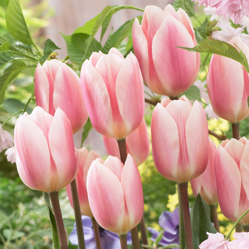 Buy Tulip Apricot Delight at jparkers.co.uk