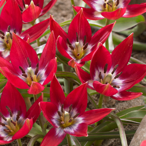 Buy Tulip Tiny Timo at jparkers.co.uk