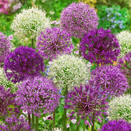 Buy Allium Giant Bulb Mix | J Parkers Dutch Bulbs